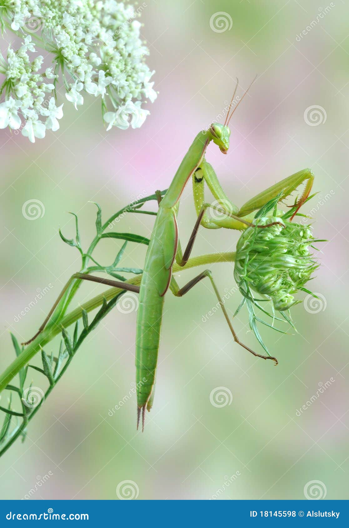 Mantis religiosa stock photo. Image of bothersome, entomology - 18145598