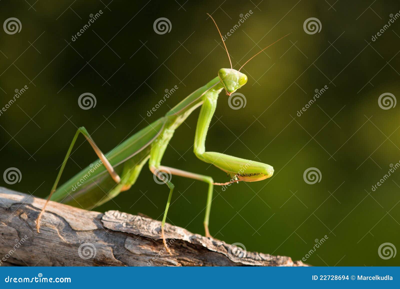 Mantis religiosa stock photo. Image of view, face, nature - 22728694