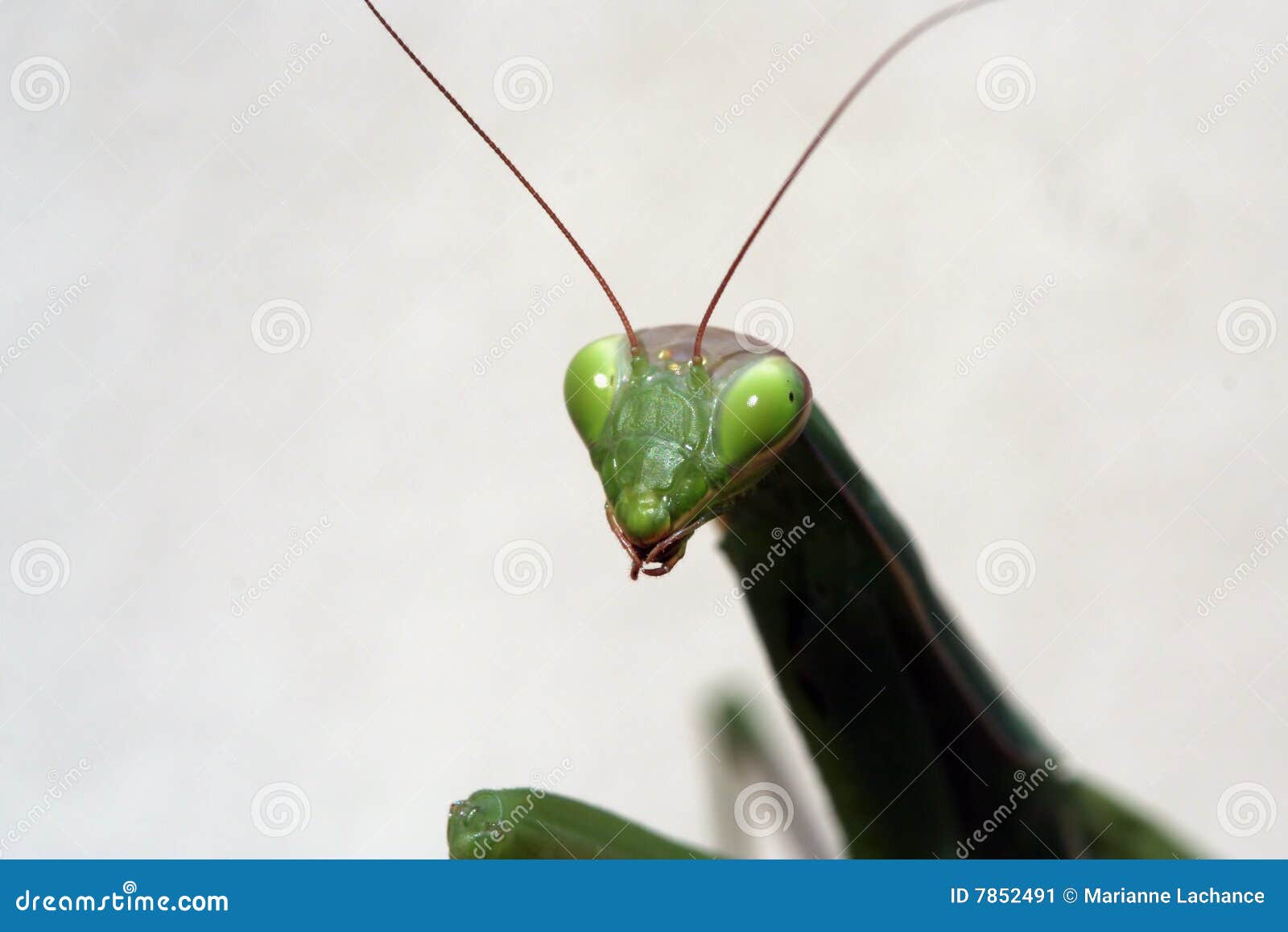 Mantis religiosa stock image. Image of mantis, macro, insect - 7852491
