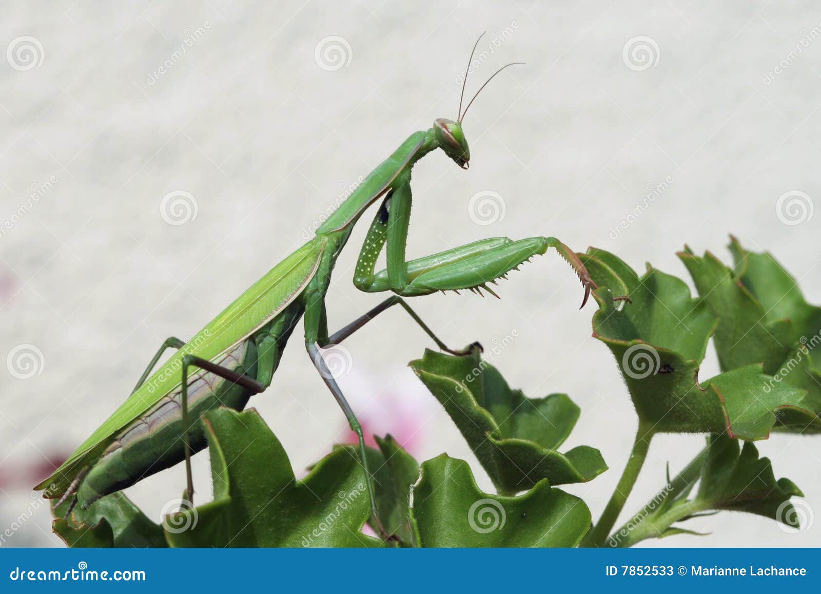 Mantis religiosa stock image. Image of green, europe, female - 7852533