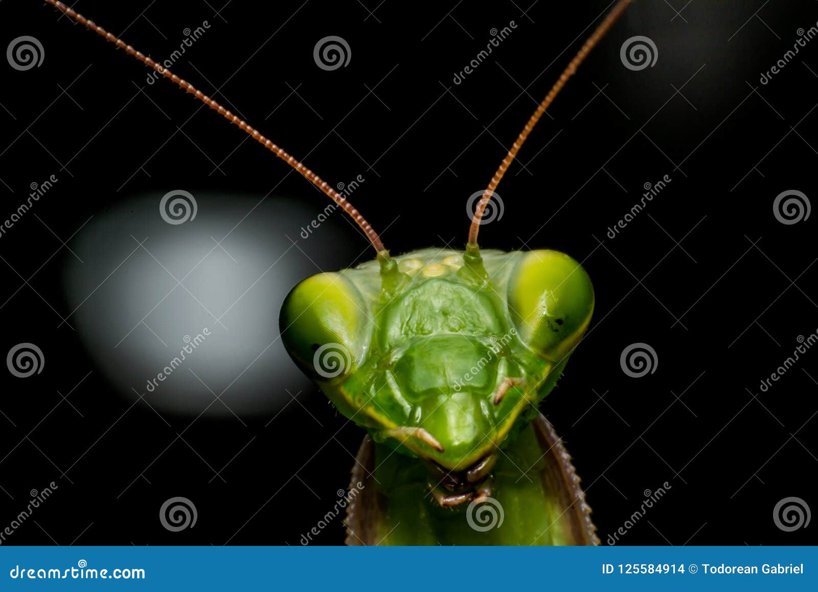 Mantis Religiosa Aislada En Un Fondo Negro Foto de archivo - Imagen de ...