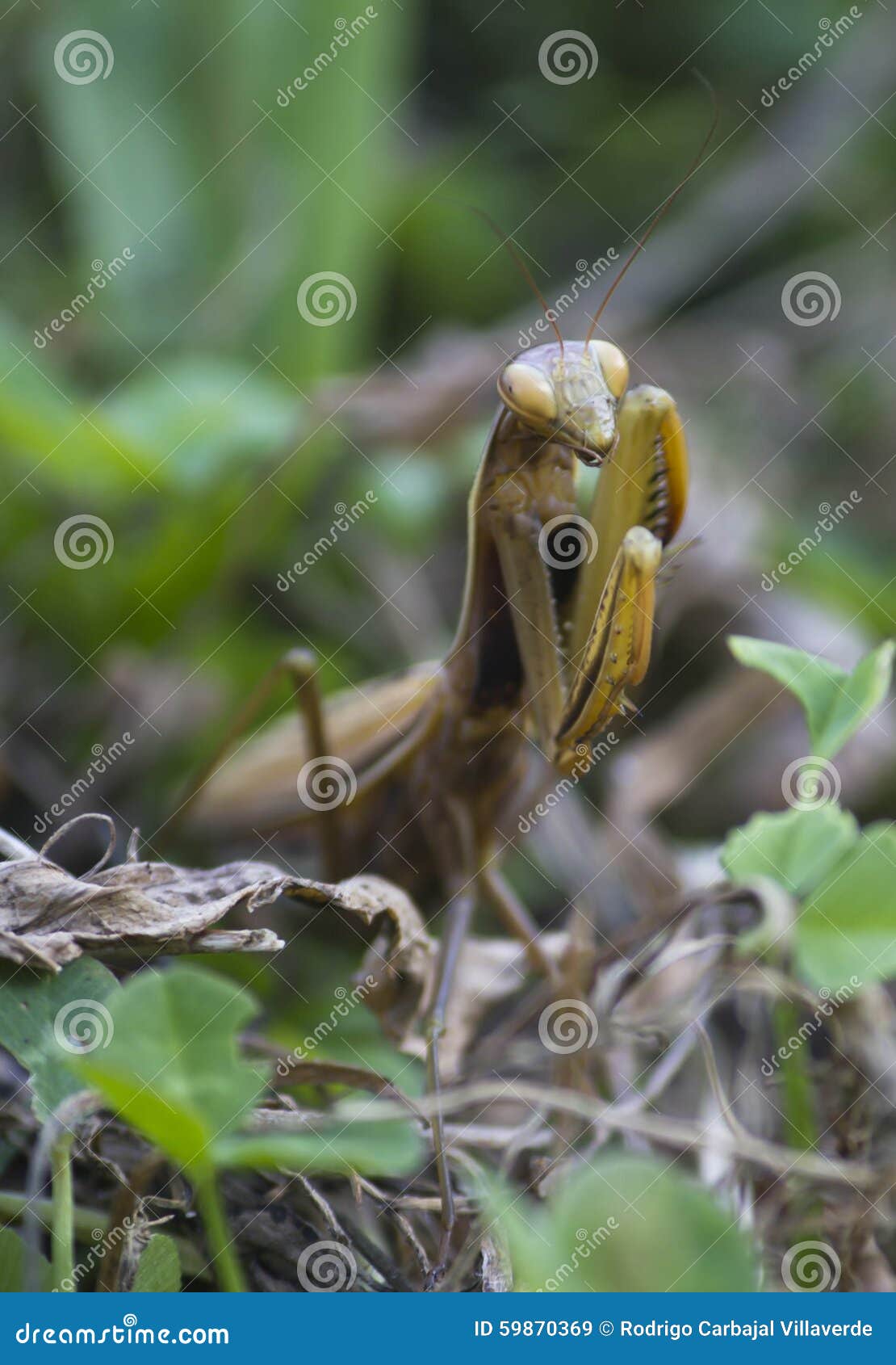 Mantis religiosa stock image. Image of prayer, insect - 59870369