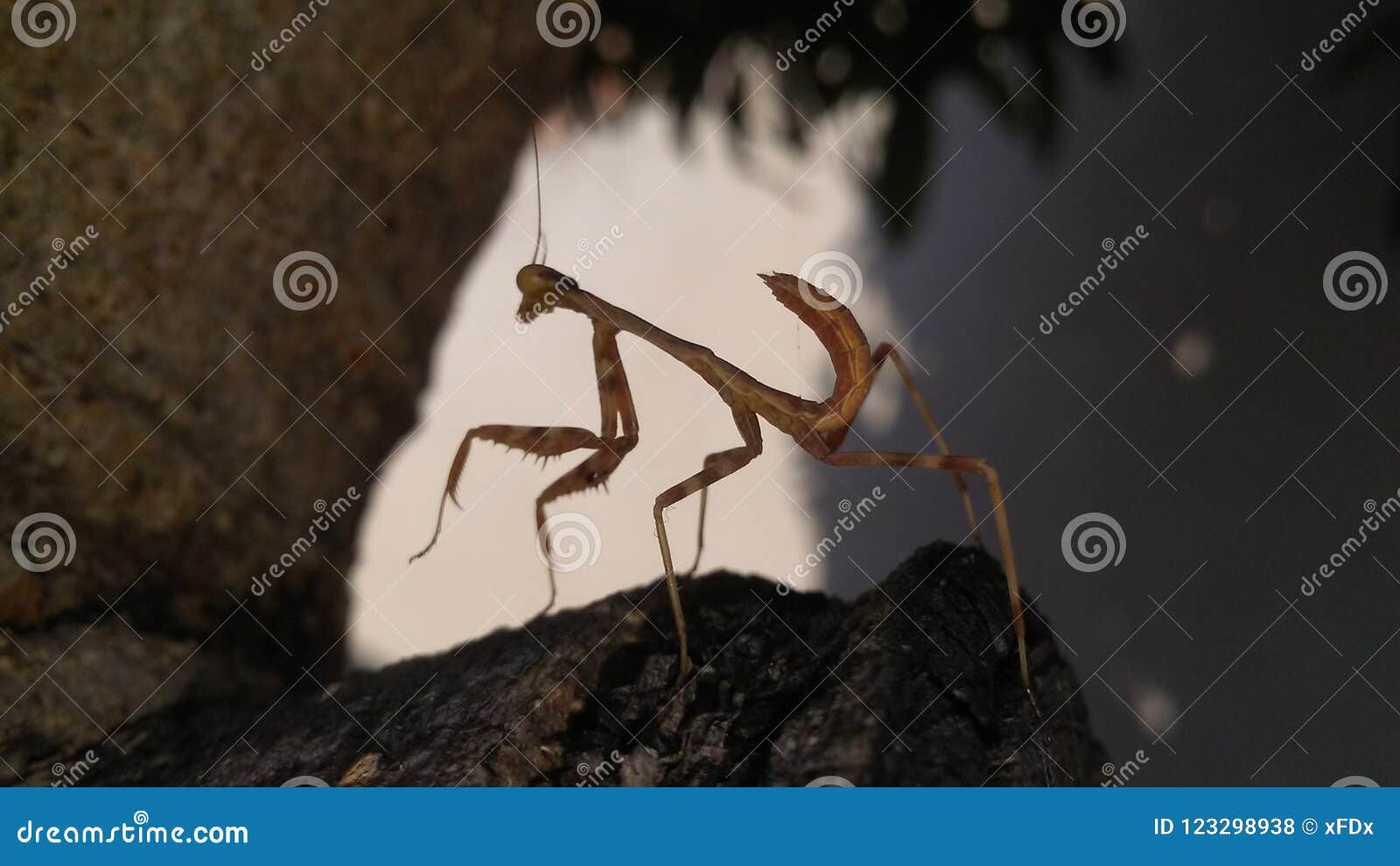 Mantis Religiosa Cafe Stock Photos - Free & Royalty-Free Stock Photos ...