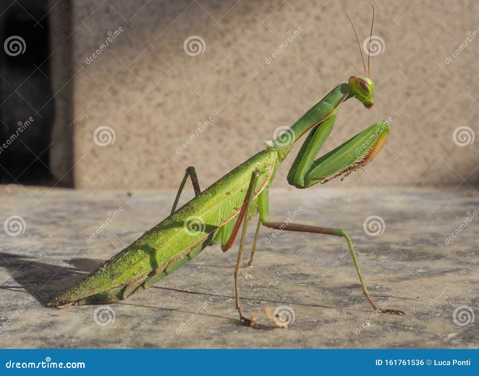 Mantis religiosa closeup stock photo. Image of human - 161761536