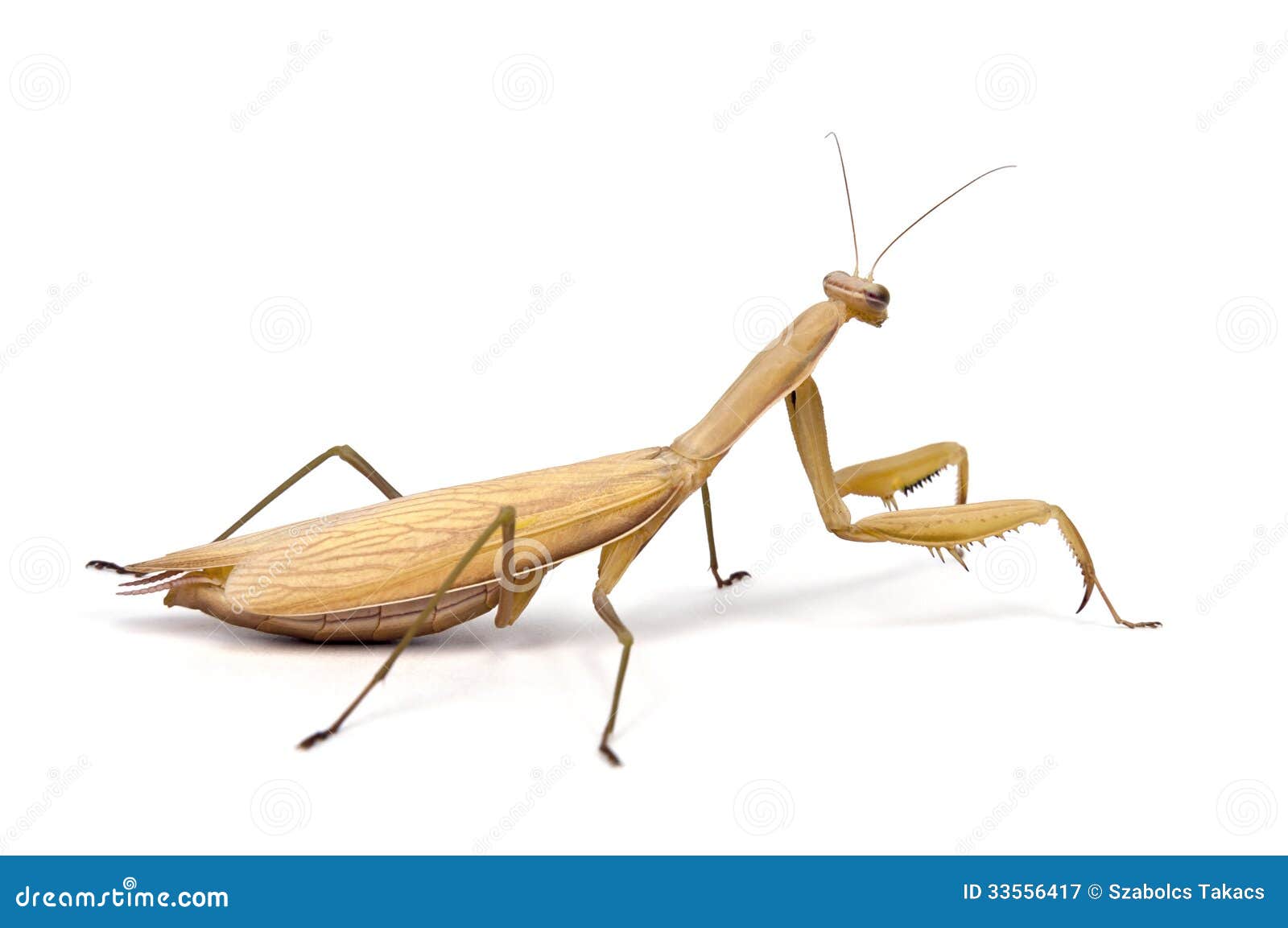 Mantis Religiosa Con El Fondo Blanco Imagen de archivo - Imagen de ...