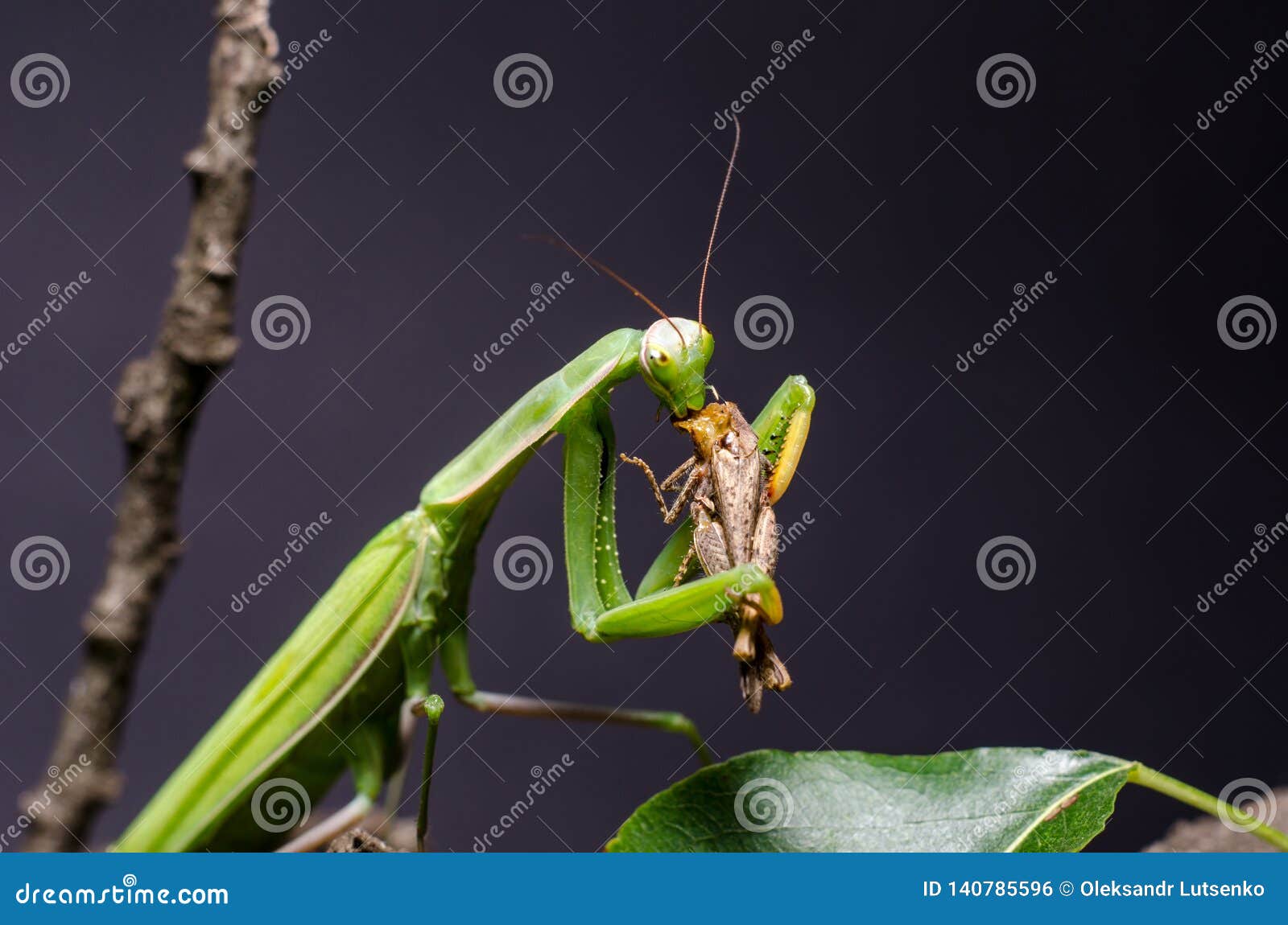 Mantis Religiosa Eating Grasshopper Stock Photo - Image of animal ...