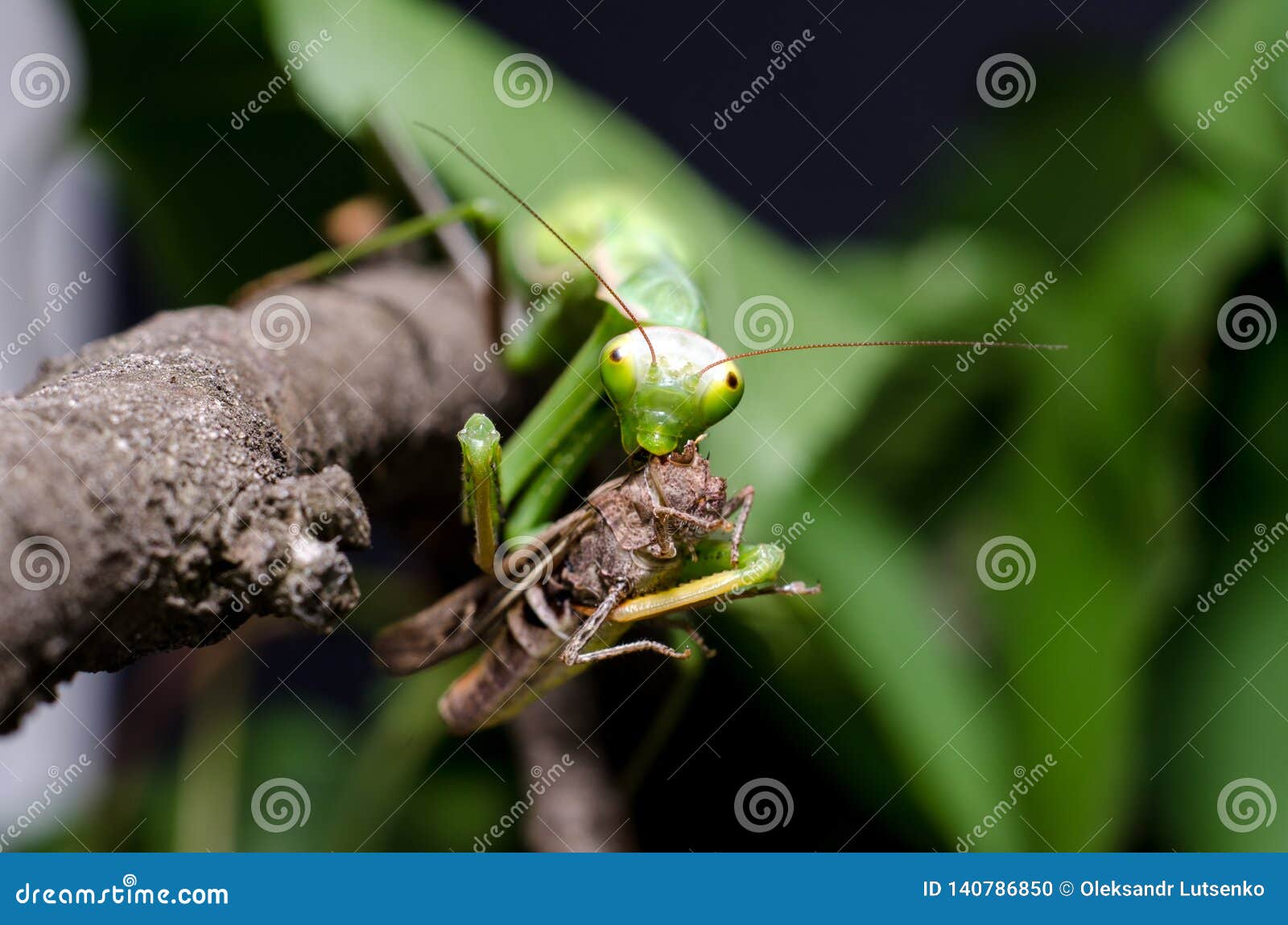 Mantis Religiosa Eating Grasshopper Stock Photo - Image of green ...