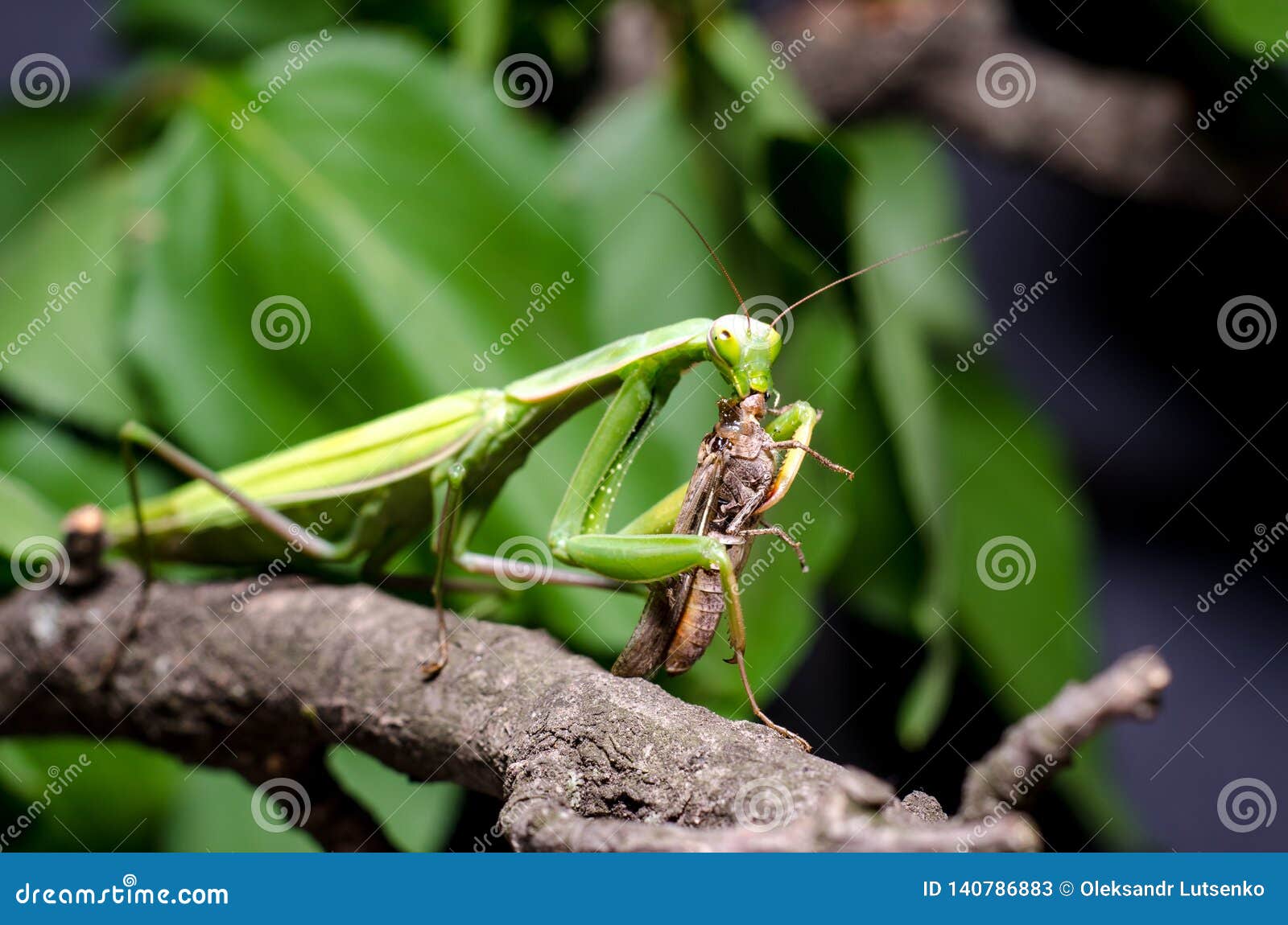 Mantis Religiosa Eating Grasshopper Stock Image - Image of camera ...
