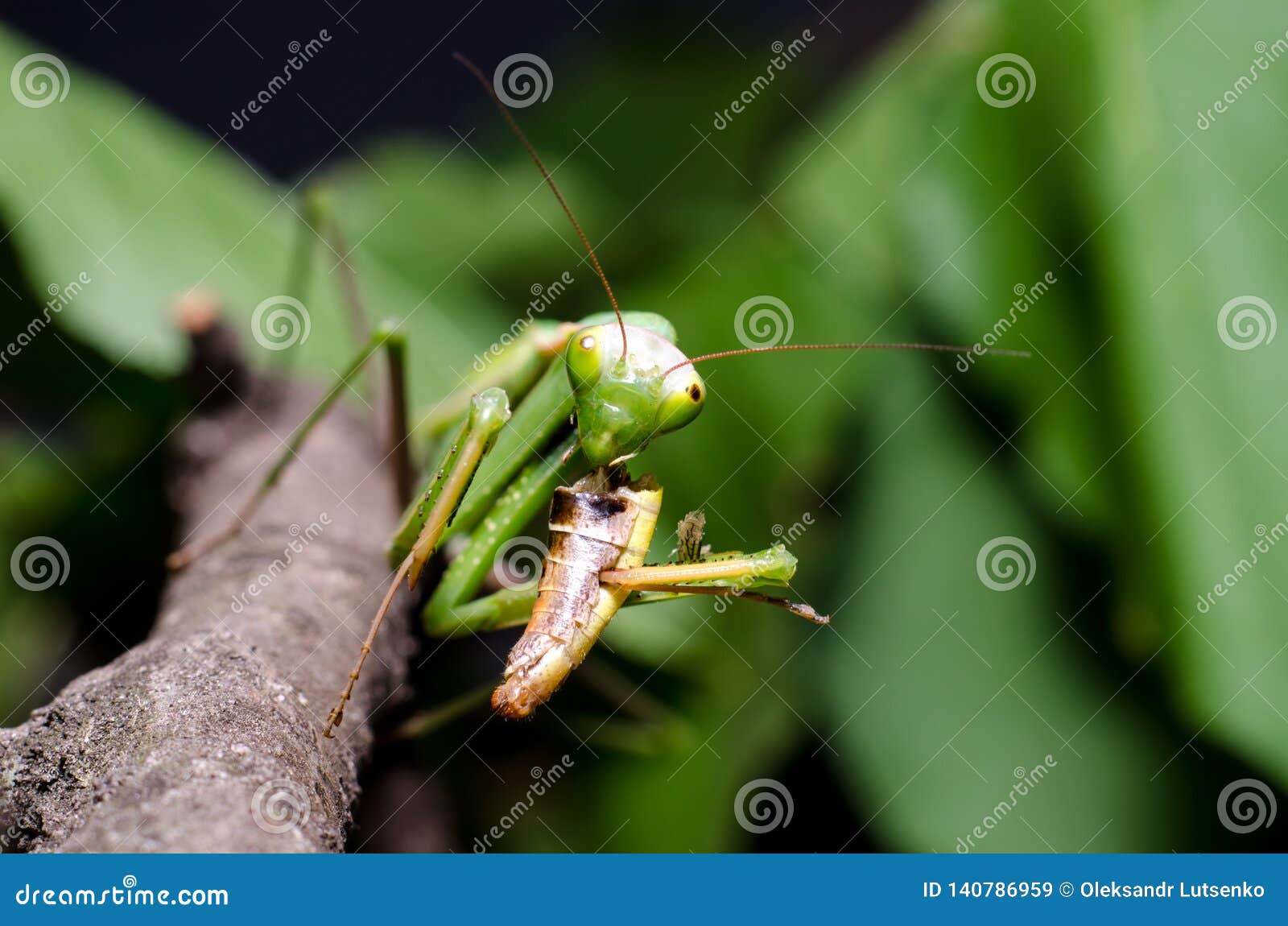 Mantis Religiosa Eating Grasshopper Stock Image - Image of insect ...