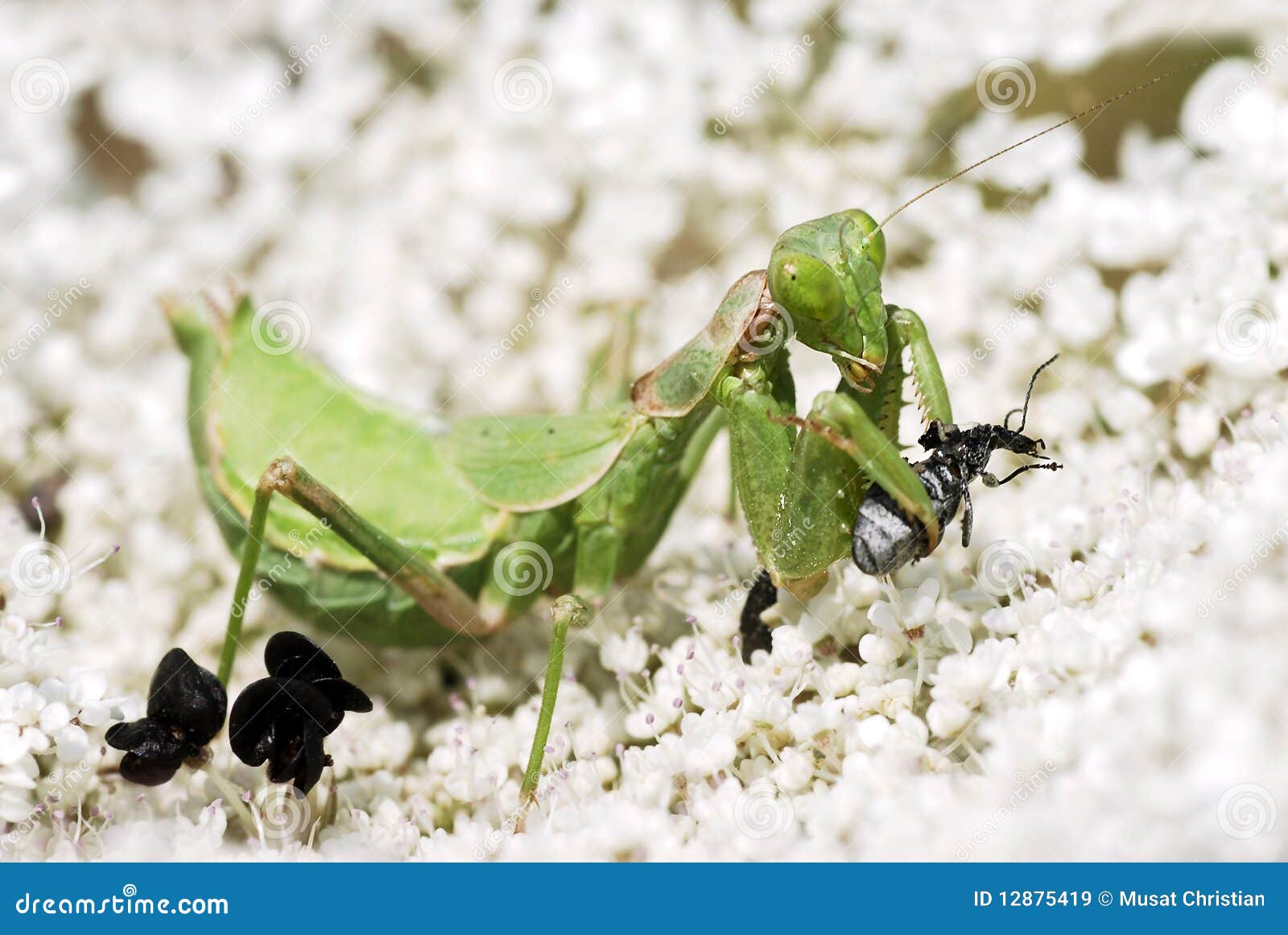 Mantis Religiosa Eating an Insect Stock Image - Image of mandible ...