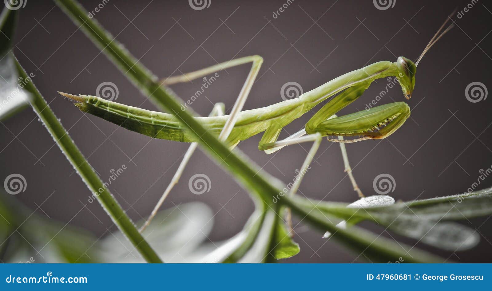 Mantis Religiosa Royalty-Free Stock Image | CartoonDealer.com #18145504