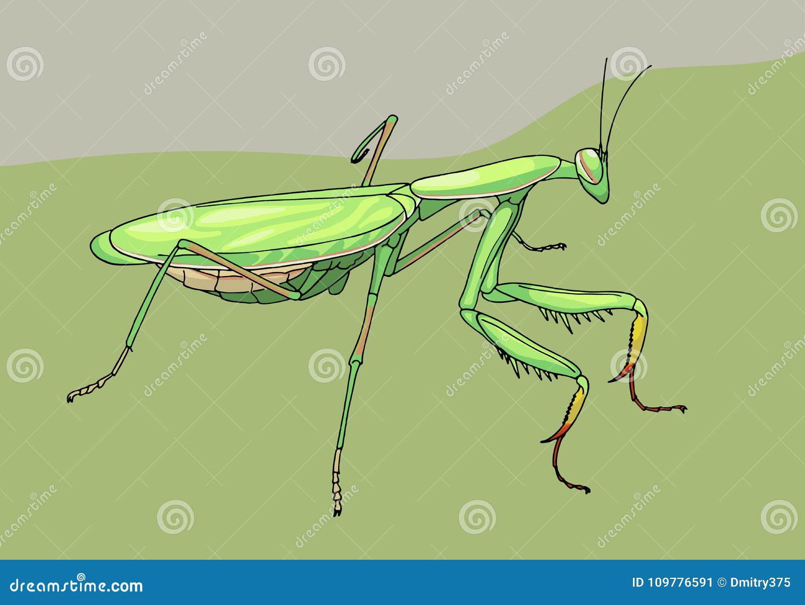 Mantis Religiosa, Ejemplo Dibujado Mano Ilustración del Vector ...