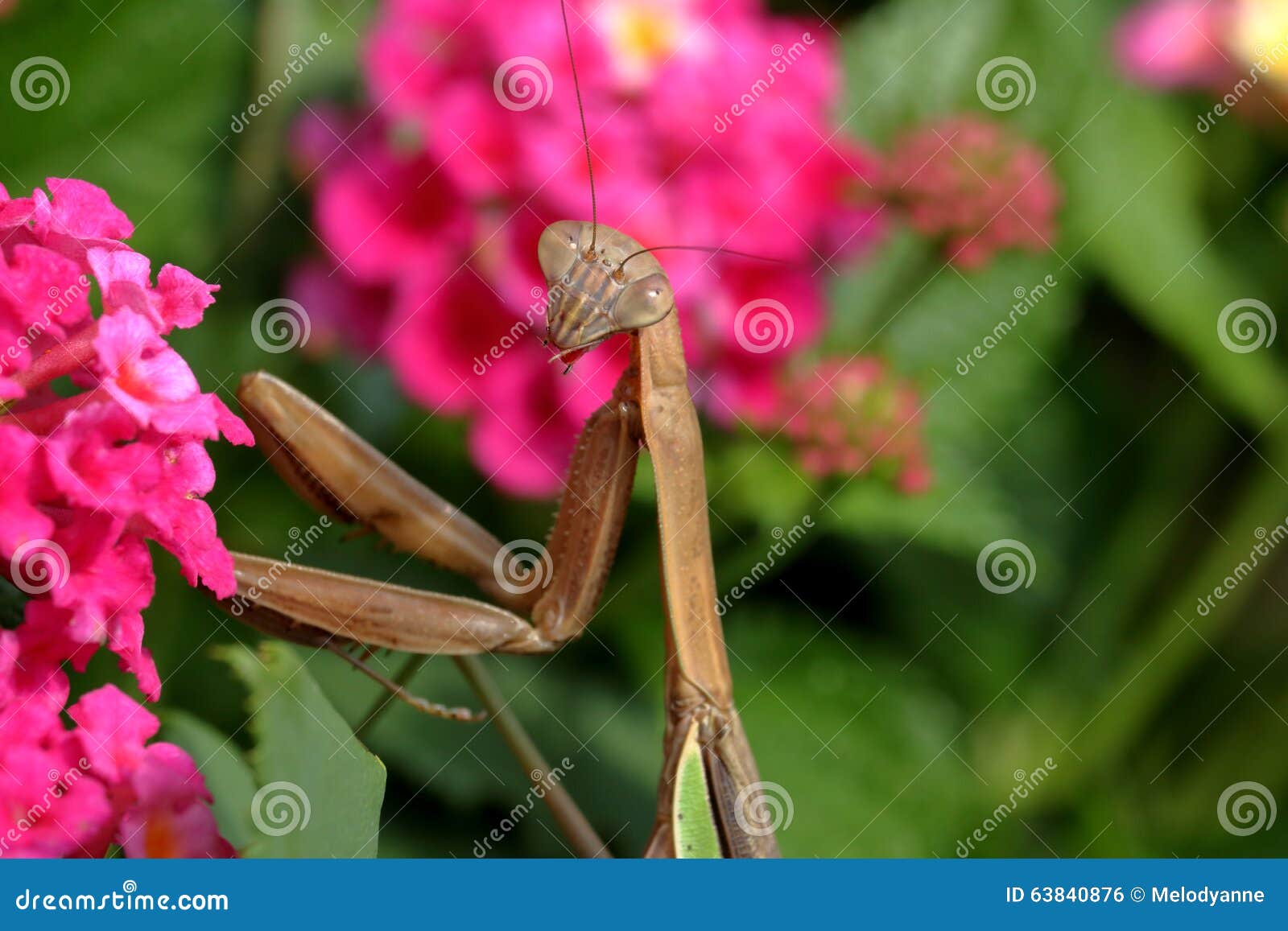 Mantis Religiosa En El Rosa Foto de archivo - Imagen de predicador ...