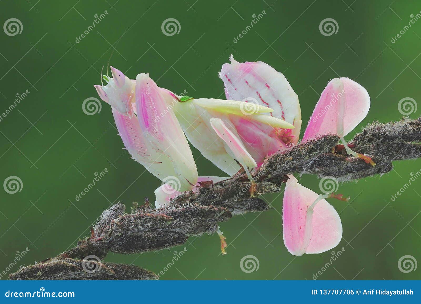 Mantis Religiosa En La Flor Foto de archivo - Imagen de colorido ...