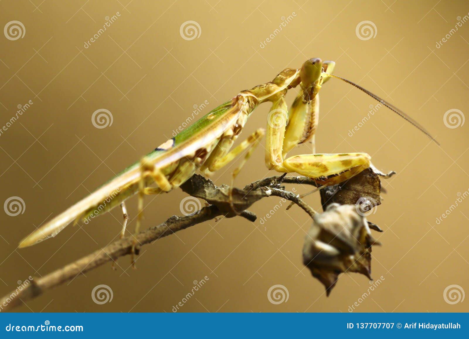 Mantis Religiosa En La Flor Imagen de archivo - Imagen de aislado ...