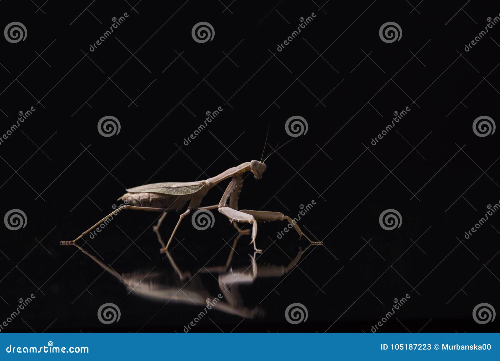 Mantis Religiosa En Superficie Negra Imagen de archivo - Imagen de ...