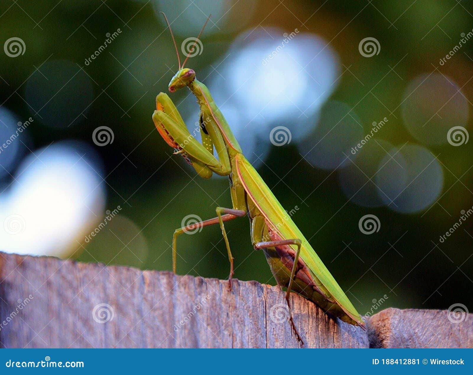Mantis religiosa insecto imagen de archivo. Imagen de europeo - 188412881