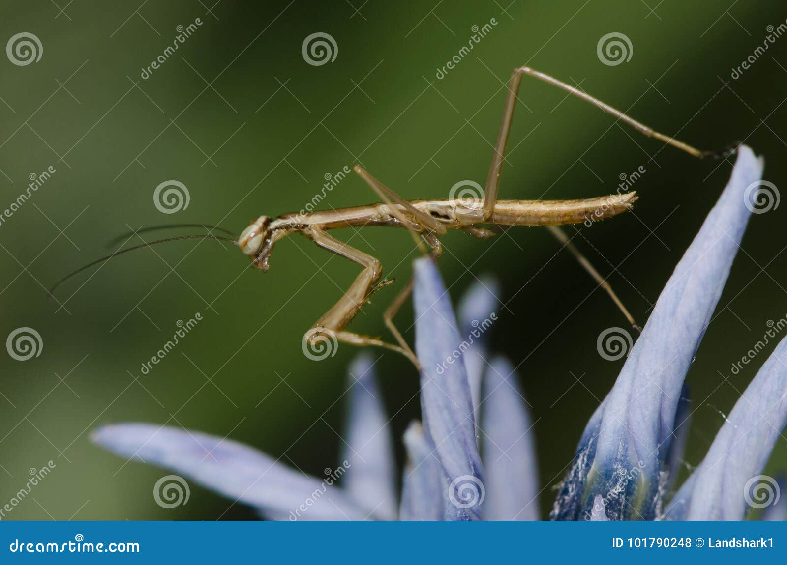 Mantis religiosa juvenil foto de archivo. Imagen de azul - 101790248