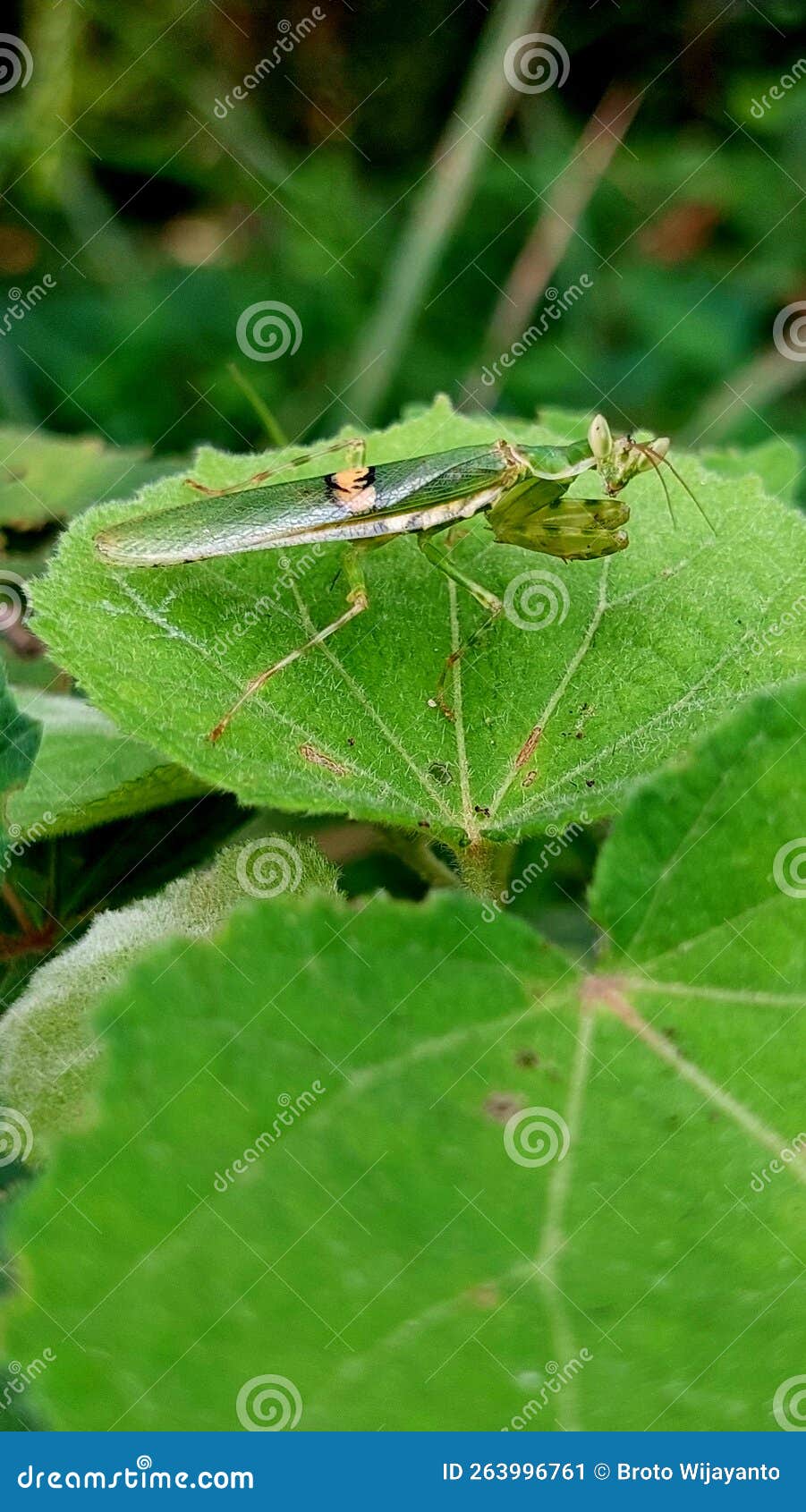 Mantis religiosa stock image. Image of green, insect - 263996761