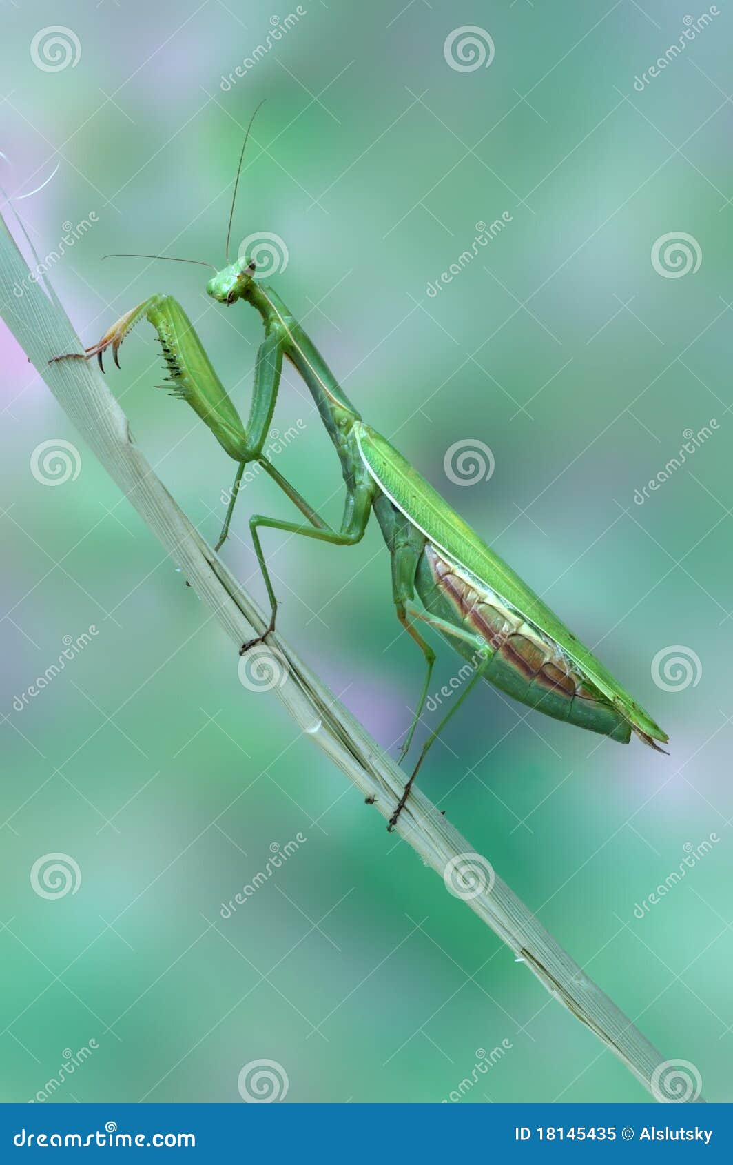 Praying Mantis Snake Stock Photos - Free & Royalty-Free Stock Photos ...