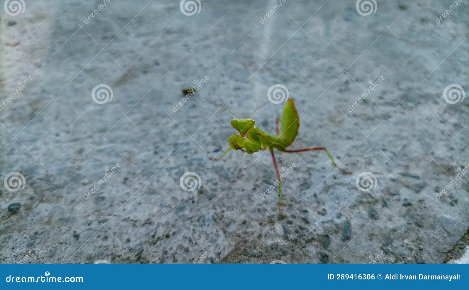 Mantis Religiosa (praying Mantis) Stock Photo - Image of appearance ...