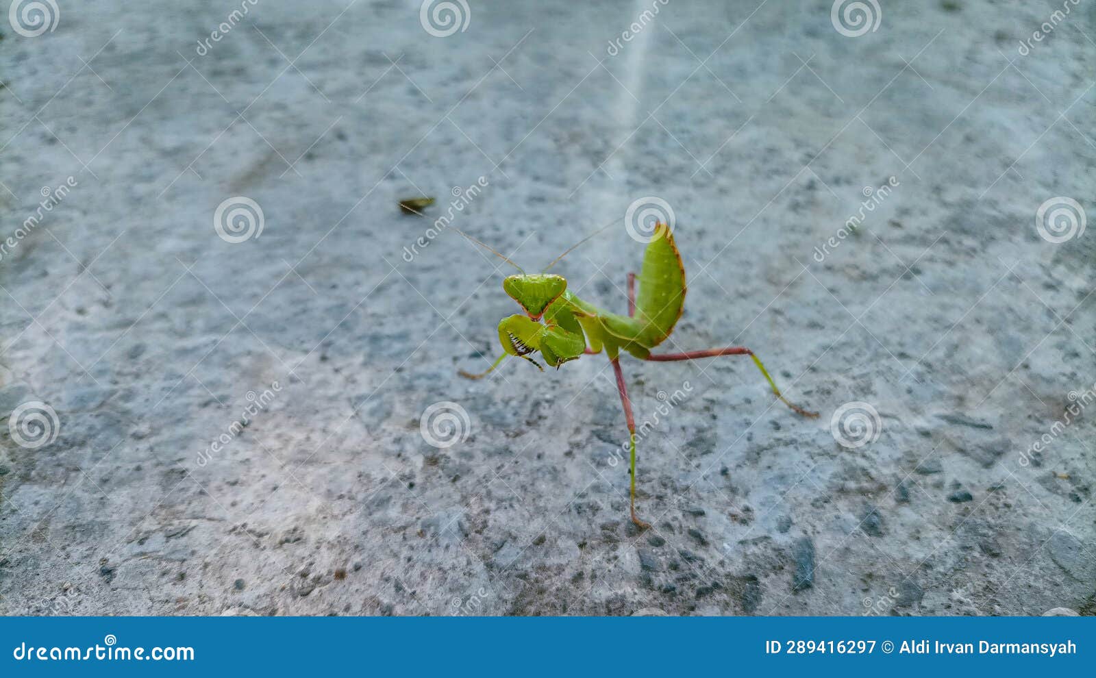 Mantis Religiosa (praying Mantis} Stock Image - Image of leaf, insect ...