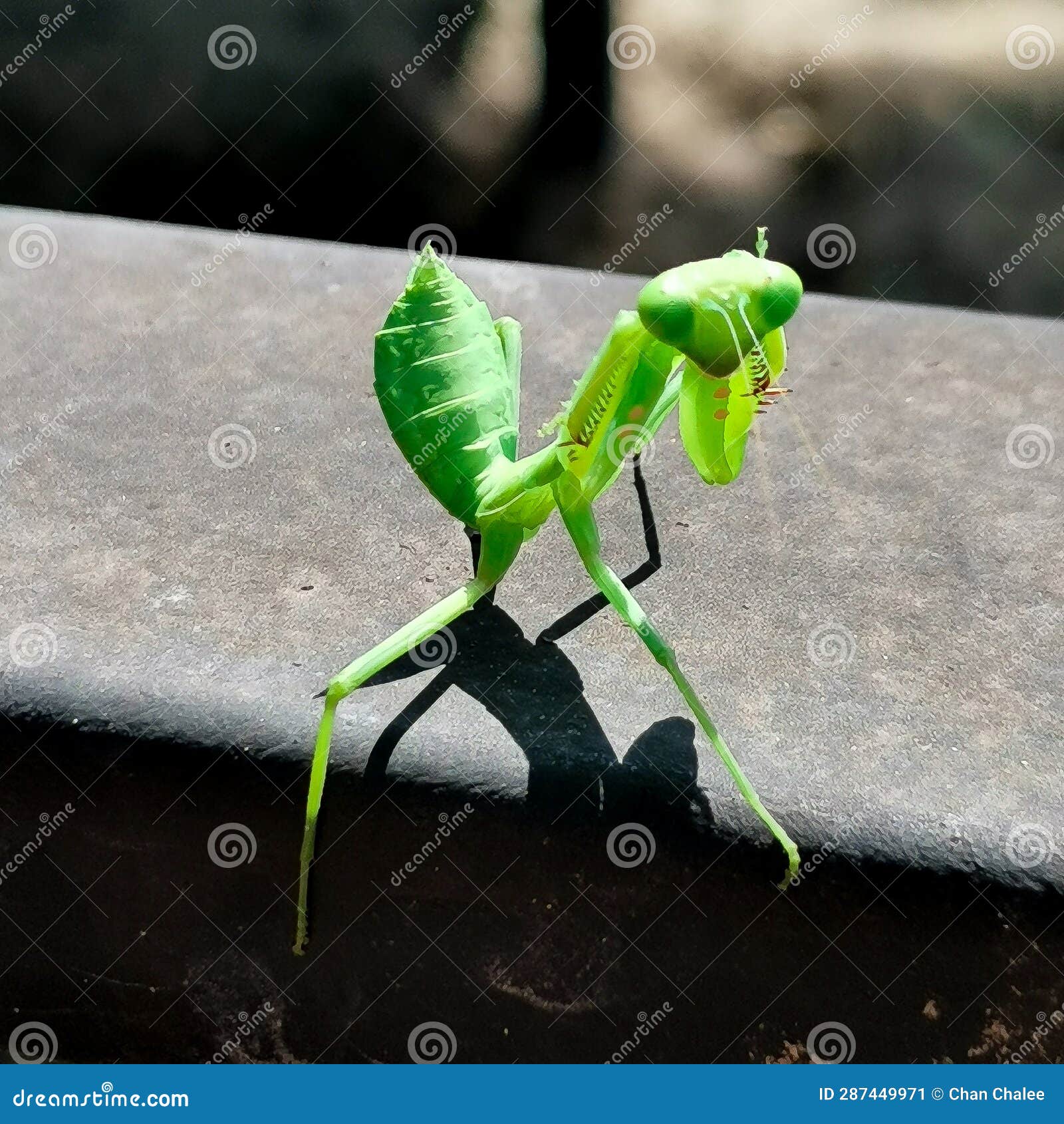 Praying Mantis Perched on an Iron Rod Stock Image - Image of insect ...