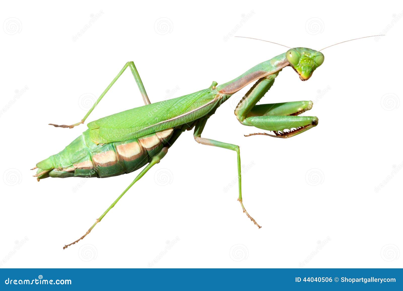 Mantis Religiosa (religiosa Del Predicador) Foto de archivo - Imagen de ...