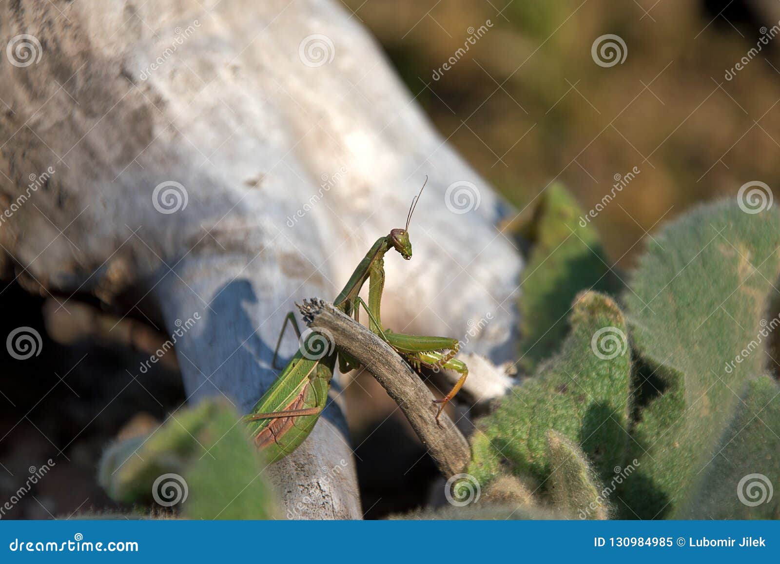 Mantis Religiosa. Religious Mantis on Wood. Sunny Day. Stock Image ...