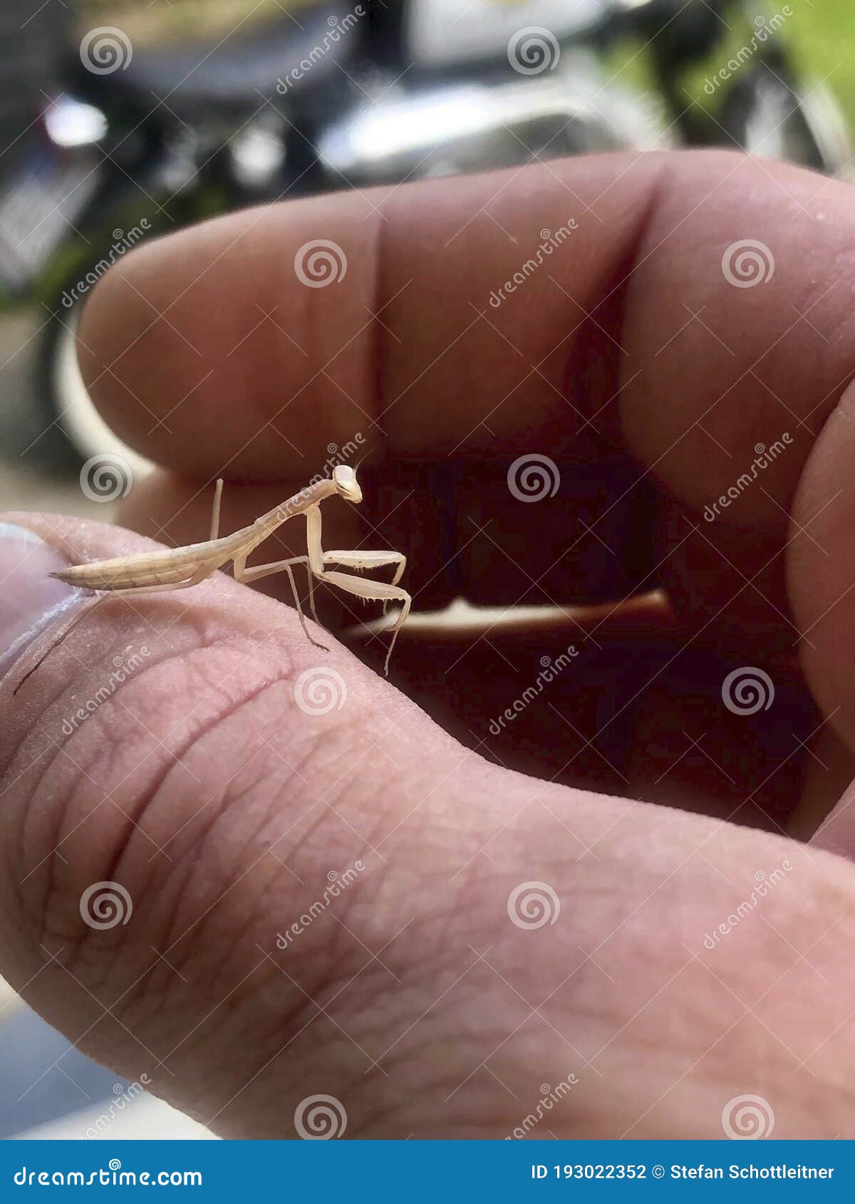 A Mantis Religiosa is Sitting on the Hand Stock Photo - Image of ...