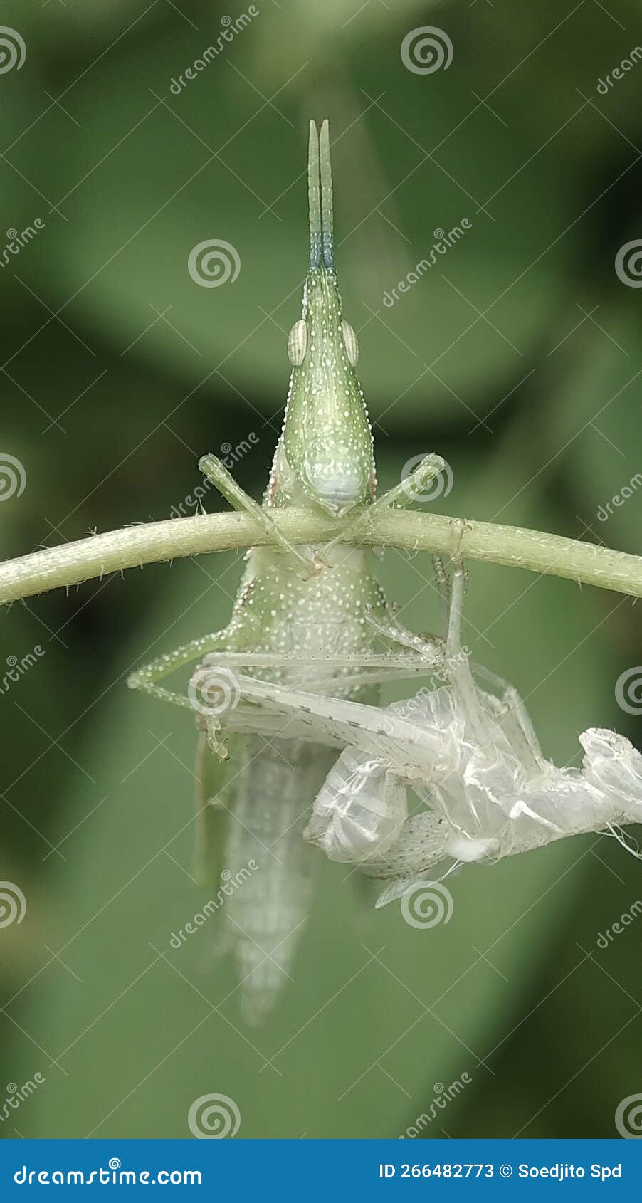 Mantis Methamorp stock image. Image of frost, invertebrate - 266482773