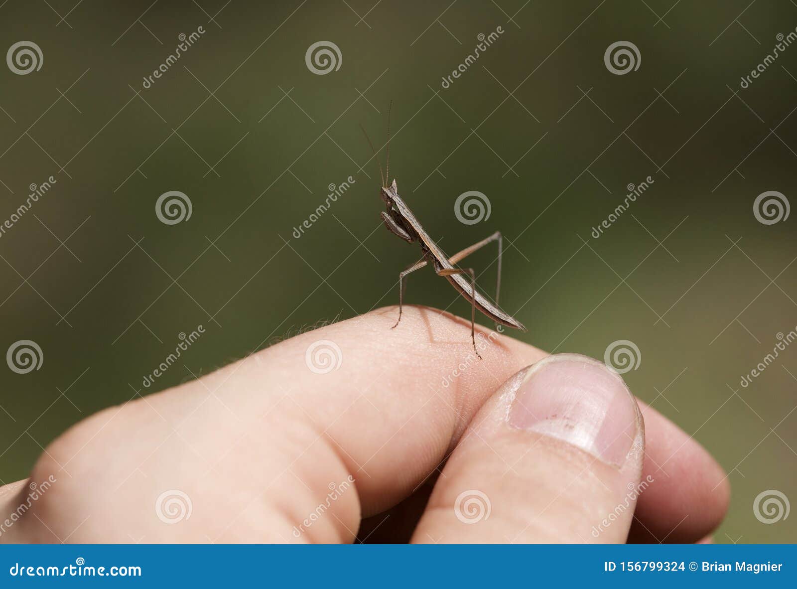 Mantis rezando en la mano foto de archivo. Imagen de imitador - 156799324