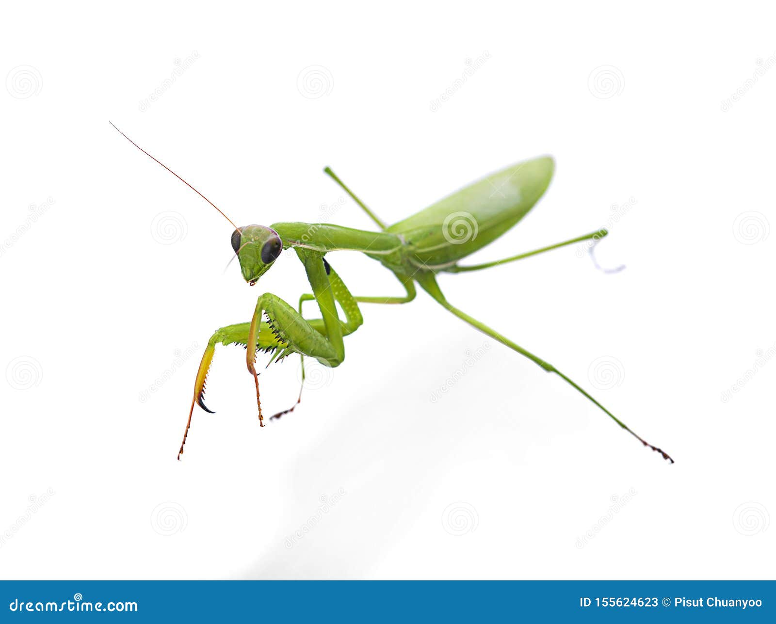 Mantis Rezando, Sobre Fondo Blanco Enfoque Selectivo Imagen de archivo ...