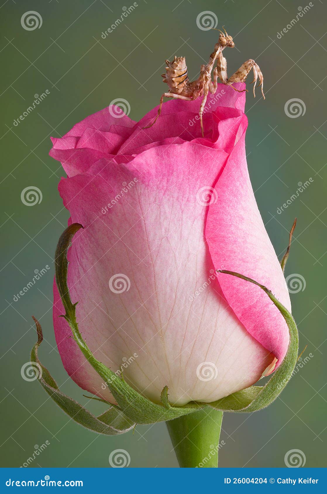 Mantis on rose stock photo. Image of mantis, animal, rose - 26004204