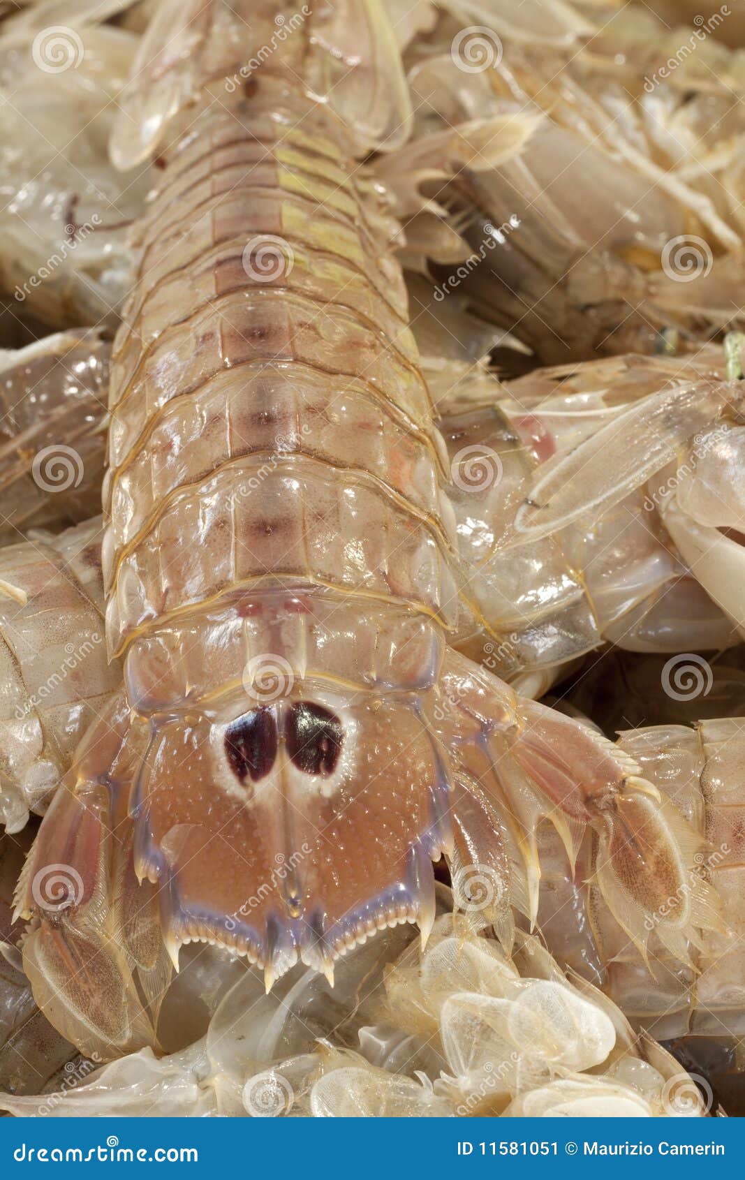 Mantis Shrimp stock image. Image of health, food, stall - 11581051