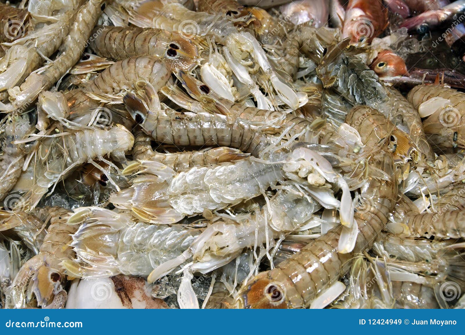 Mantis shrimp stock image. Image of dinner, seafood, cuisine - 12424949