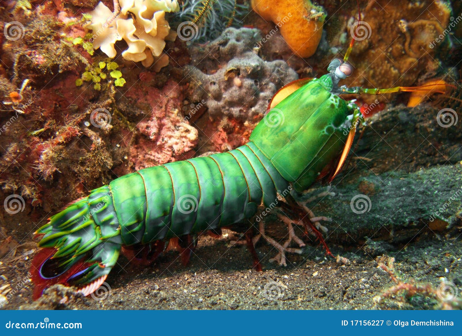 Mantis shrimp stock image. Image of shrimp, reef, indonesia - 17156227