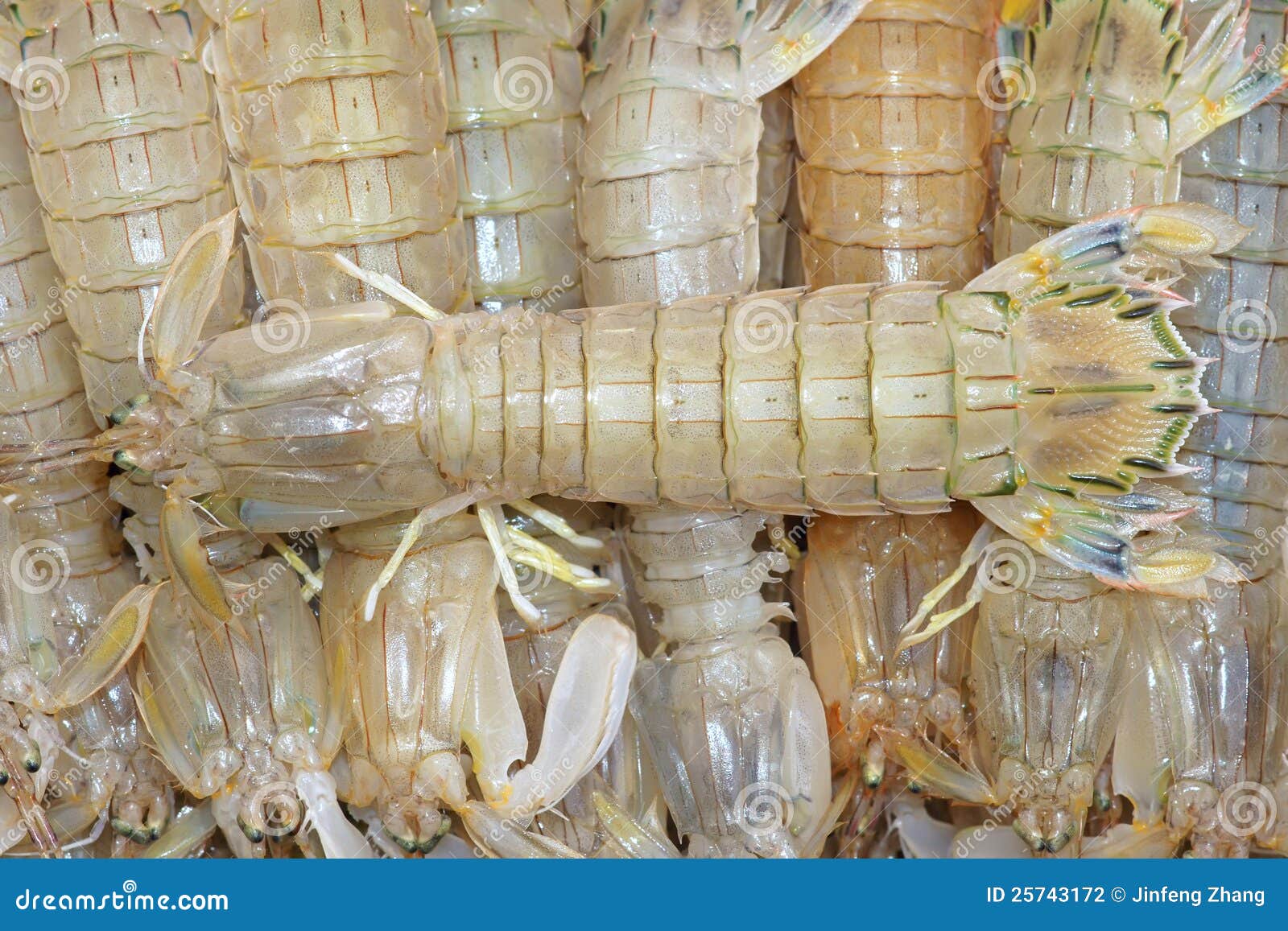 Mantis shrimp stock photo. Image of market, macro, tasty - 25743172