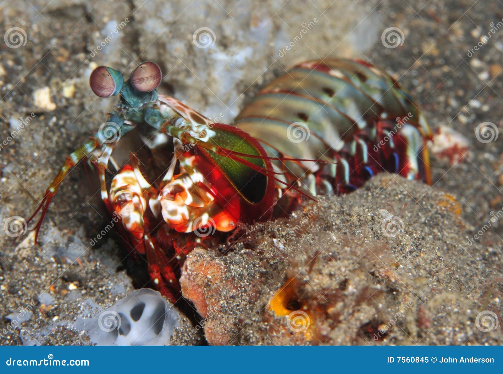 Mantis Shrimp Royalty-Free Stock Photography | CartoonDealer.com #7560845