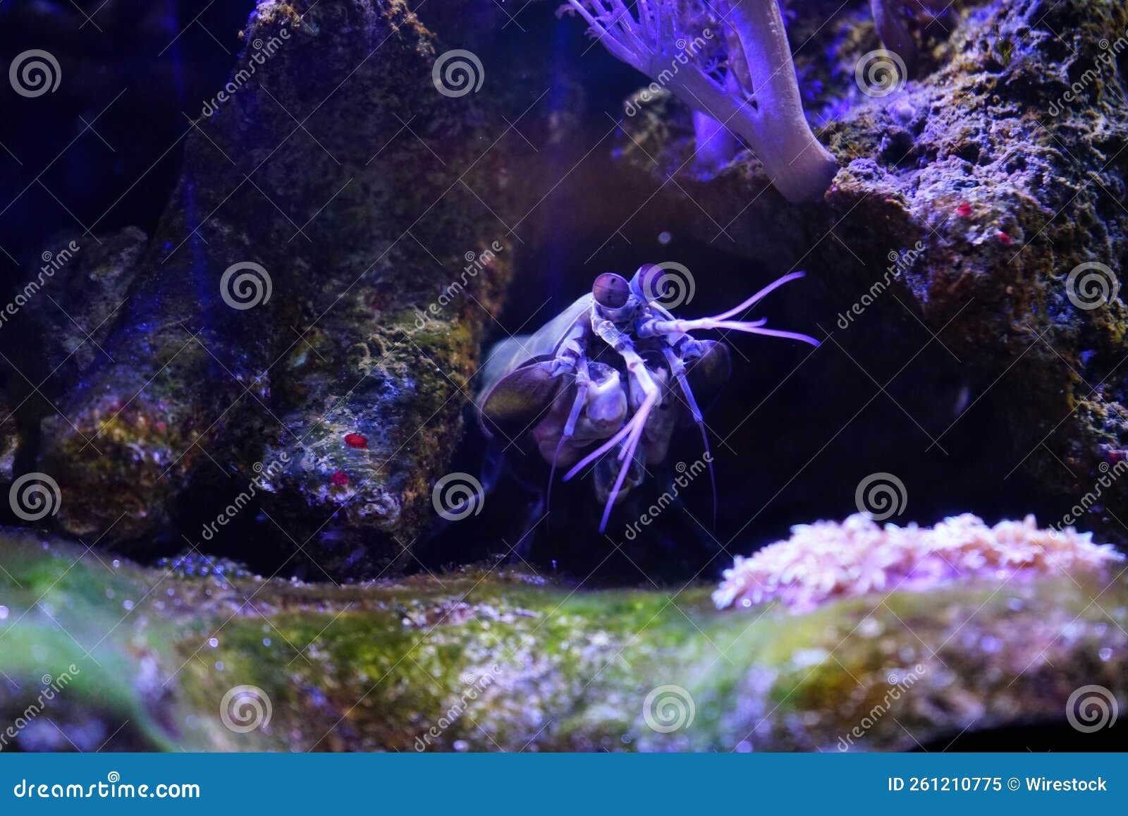 Mantis Shrimp in an Aquarium Stock Image - Image of tropical, marine ...
