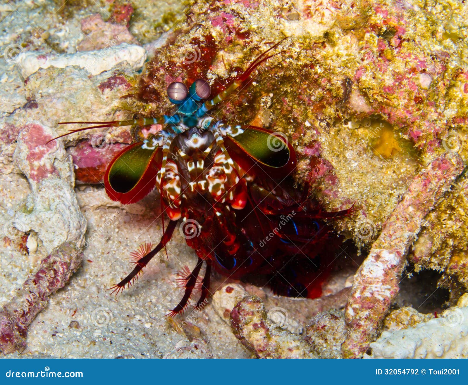 Mantis shrimp stock photo. Image of diving, beauty, aquarium - 32054792