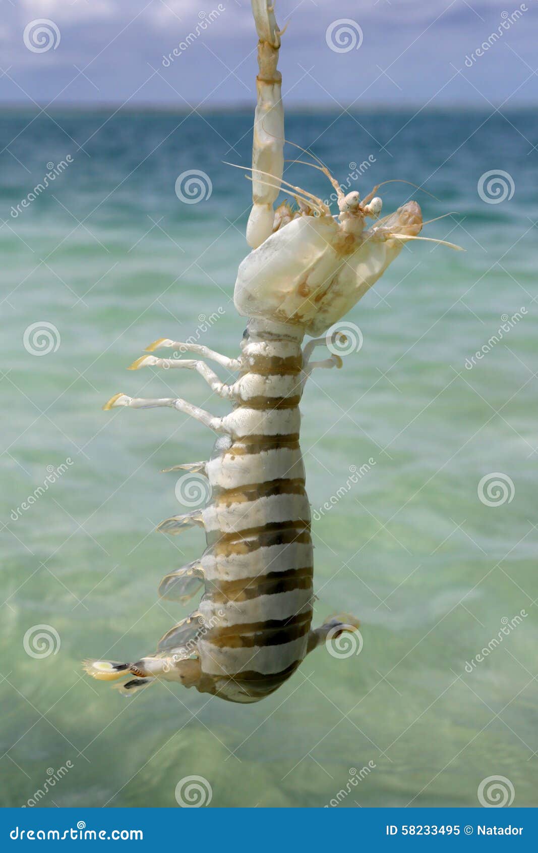 Mantis shrimp stock image. Image of marine, micronesia - 58233495