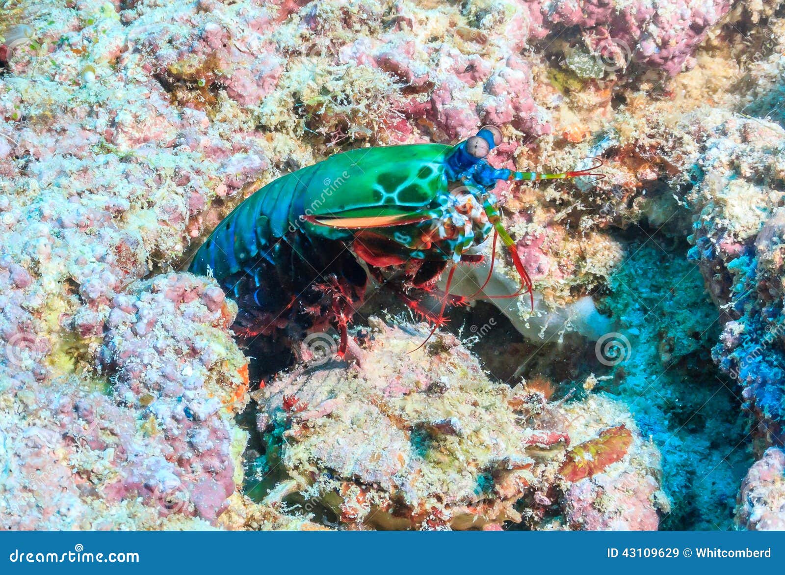 Mantis Shrimp stock image. Image of mantis, caribbean - 43109629