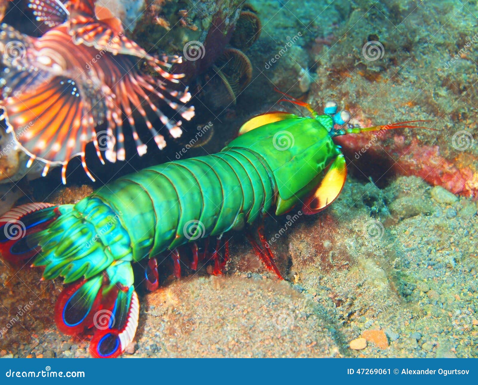 Mantis shrimp stock image. Image of dive, nature, tropic - 47269061