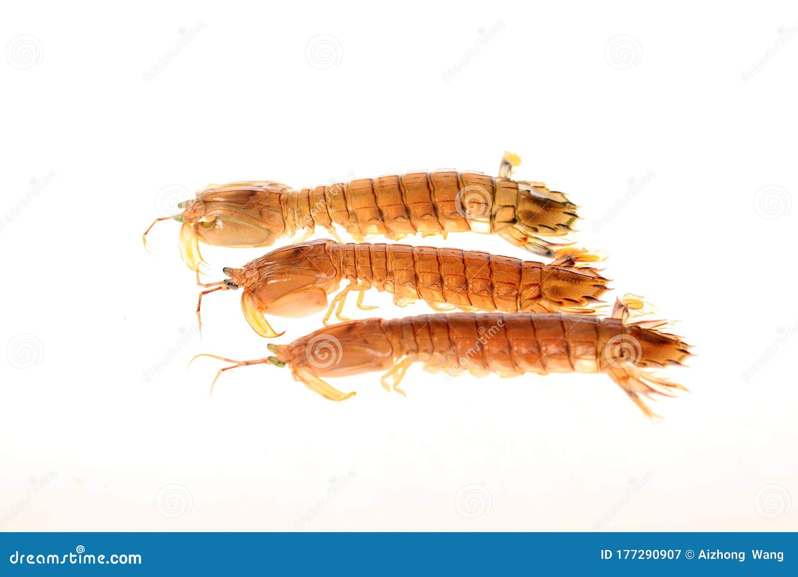 Mantis shrimp stock image. Image of claws, shellfish - 177290907