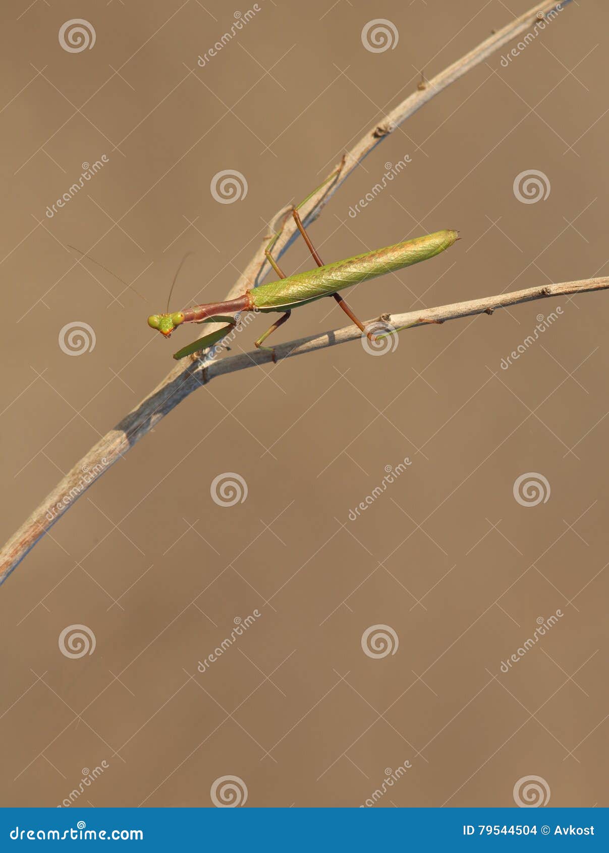 Mantis Sits Dry Path Stock Photos - Free & Royalty-Free Stock Photos ...
