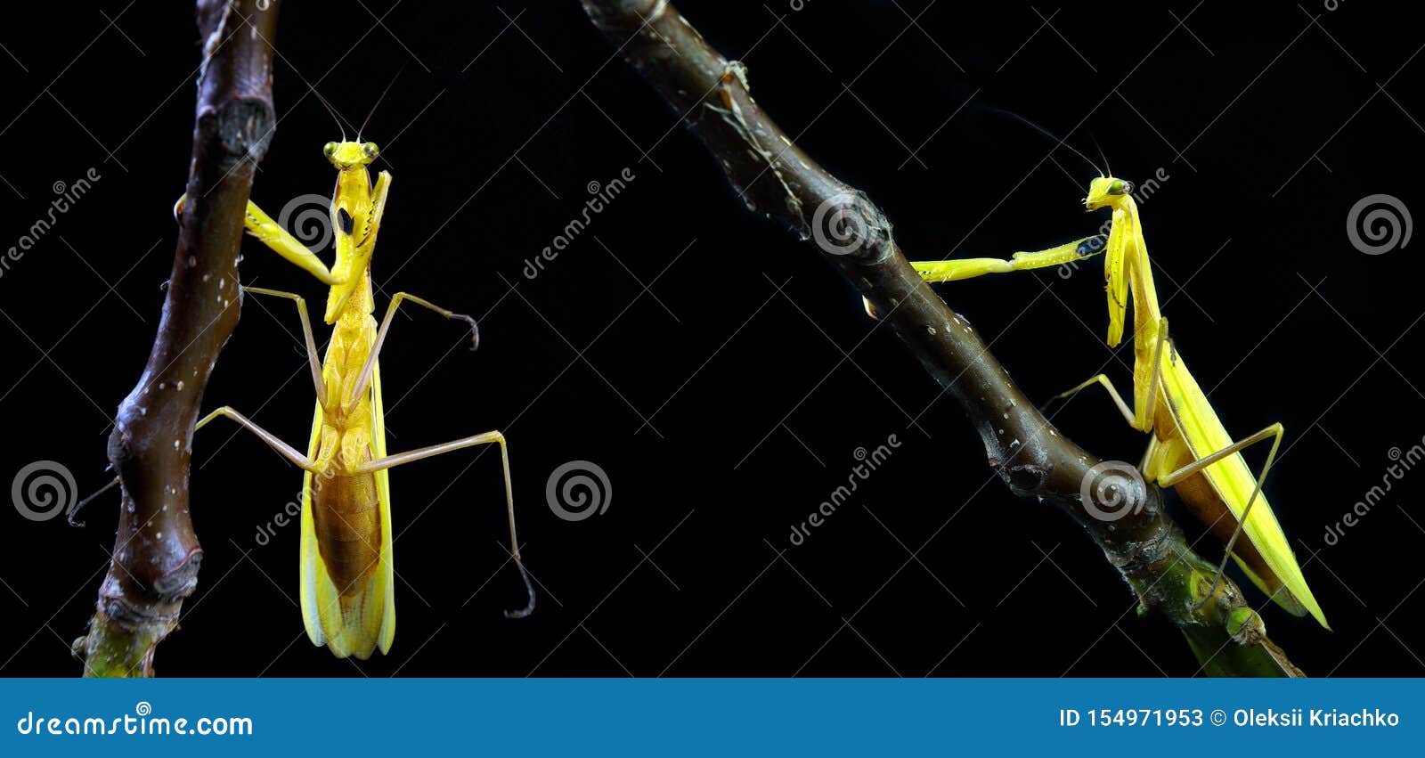 Mantis Sitting on a Branch. Praying Mantis in Natural Environment Stock ...