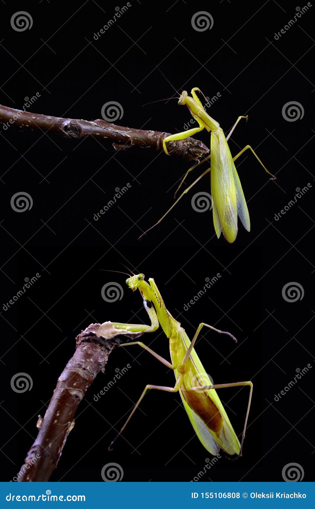 Mantis Sitting on a Branch. Praying Mantis in Natural Environment Stock ...