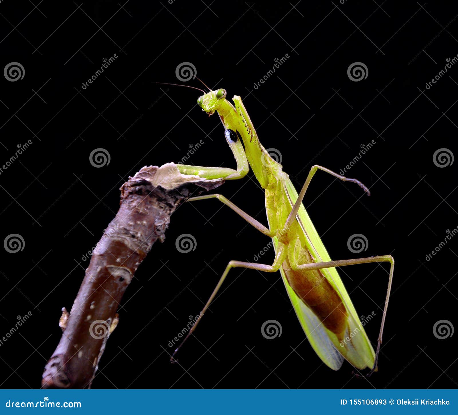 Mantis Sitting on a Branch. Praying Mantis in Natural Environment Stock ...