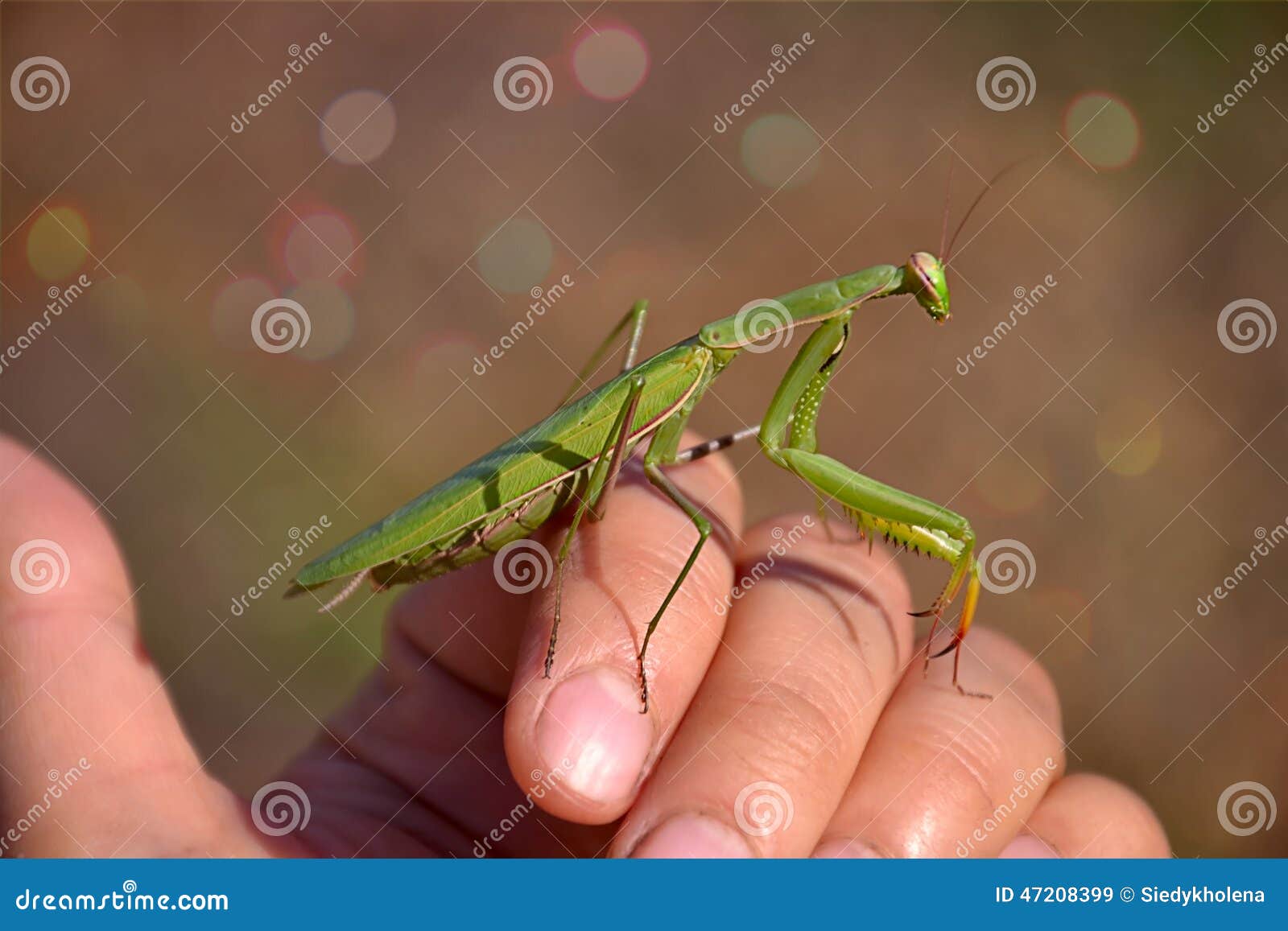 Mantis sitting on a hand editorial stock image. Image of mantid - 47208399